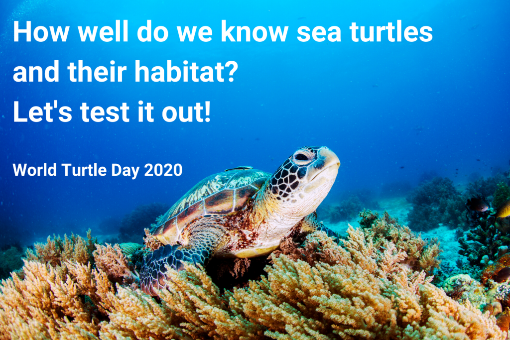 COMMON TurtleQuiz : test your knowledge of the world of sea turtles ...
